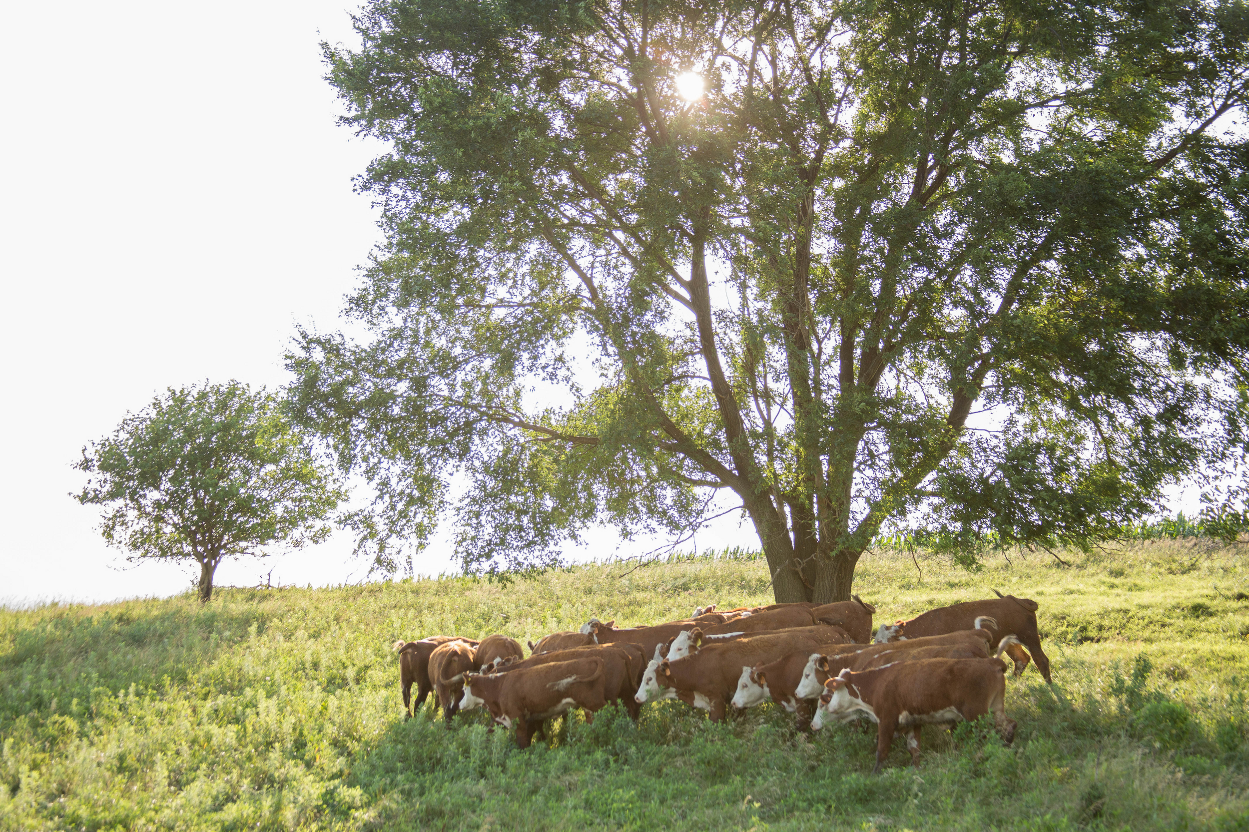 Our Practices | 100% Grass Fed & Finished Beef – Grand View Beef